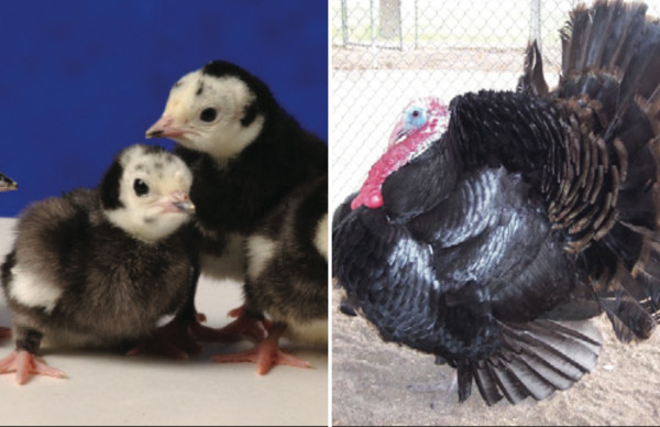 Black Spanish Turkey | Horizon Acres